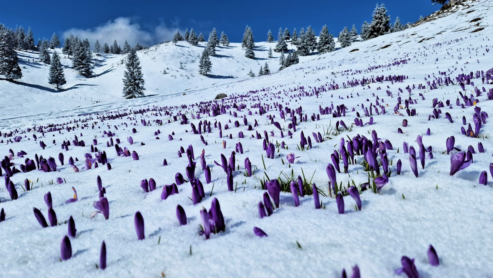 Med zimo in pomladjo, Velika Planina – Potepanja