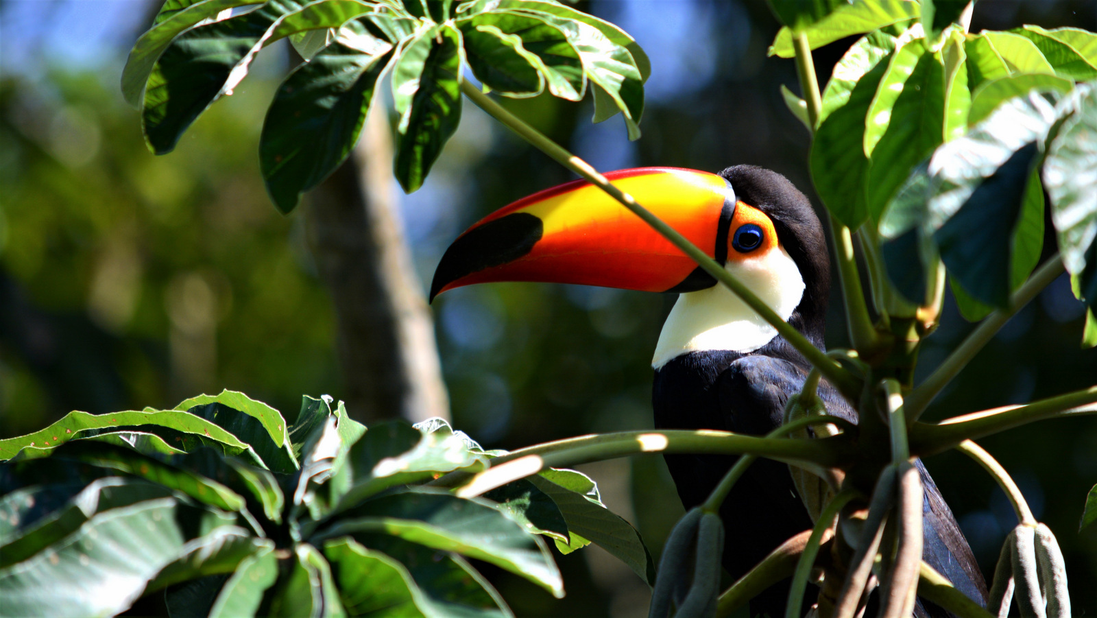 Orjaški tukan – Potepanja